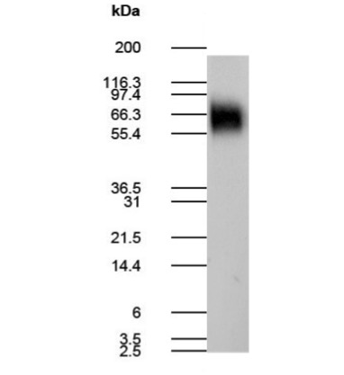 Human CD80 Recombinant Fc fusion Protein Biotin Conjugated|21-1002-B