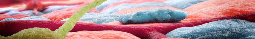 Reporter Cell lines, Stable cell lines | Compound Screening Services