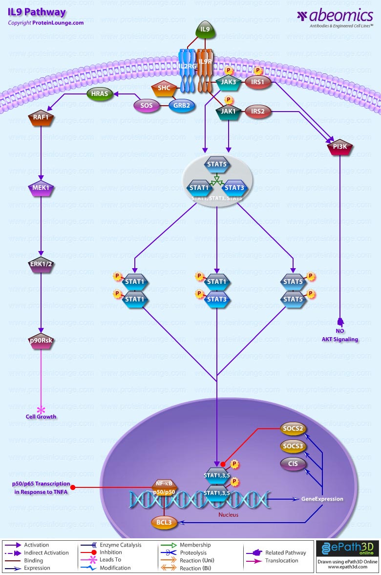 IL9 Pathway