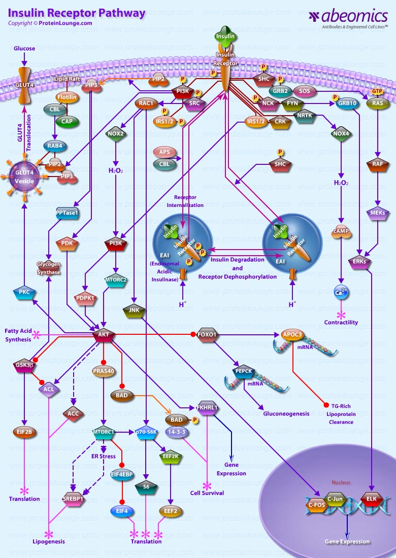 Insulin Receptor Pathway