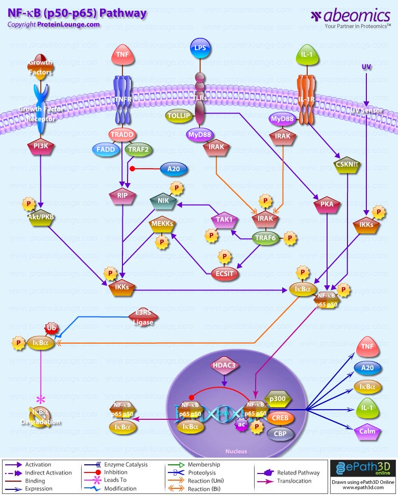 NF-KappaB (p50-p65) Pathway