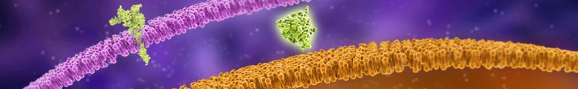 Reporter Cell lines, Stable cell lines | Compound Screening Services