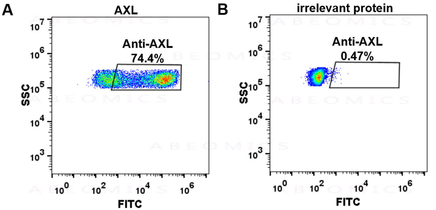 Anti-AXL Antibody (enapotamab biosimilar) (HuMax-AXL-ADC), 12-9093