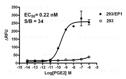 14-6085ACL, EP1 Stable Cell Line, EP1 Cell Line