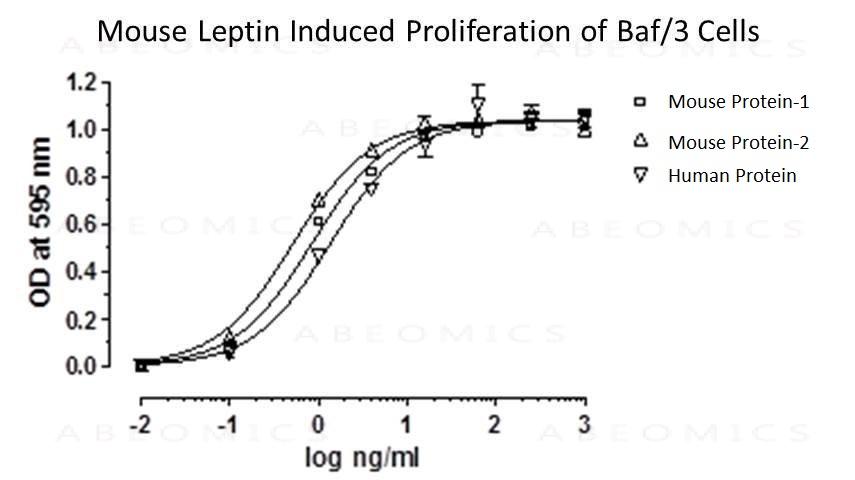 Mouse Leptin Recombinant Protein